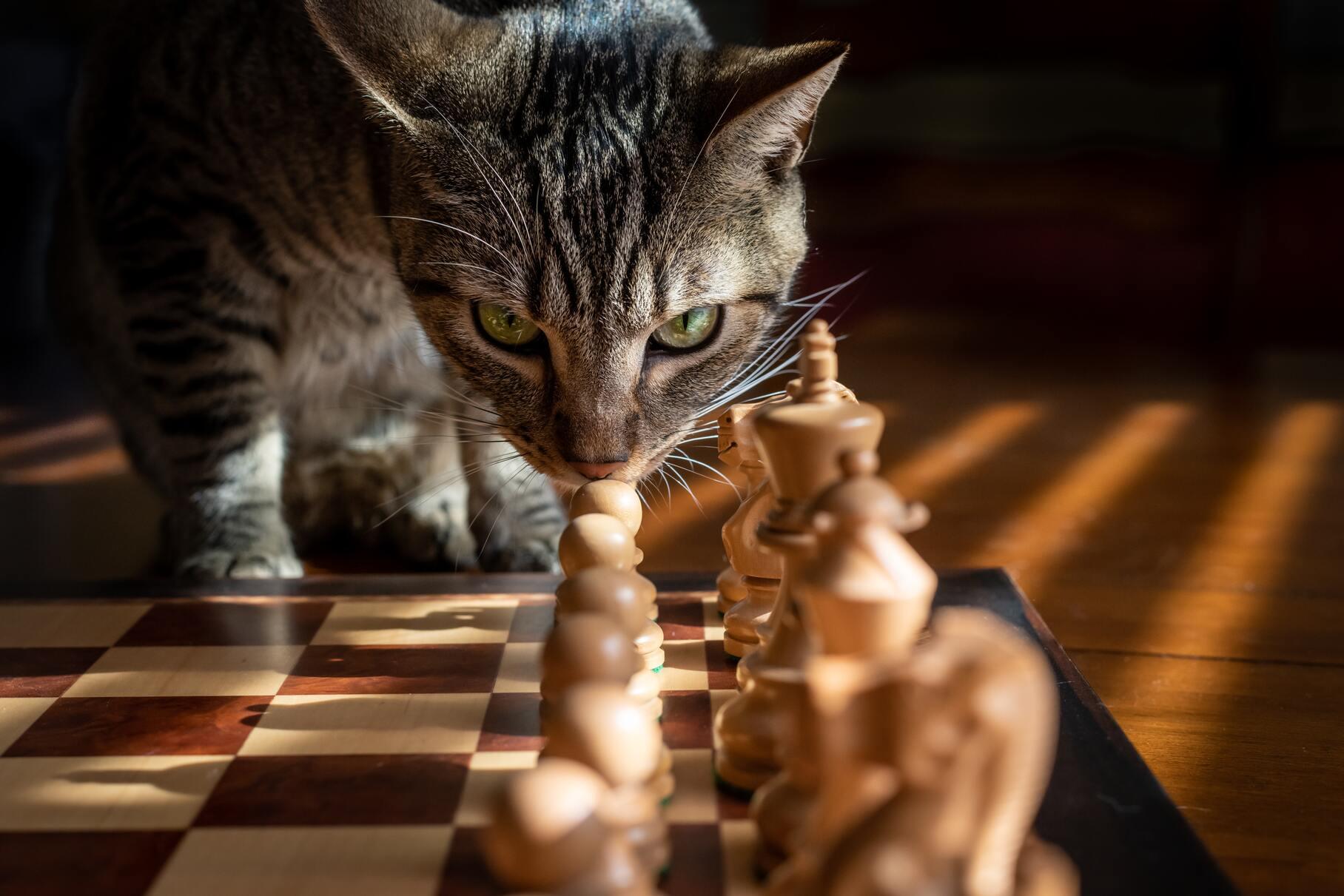 Schaaknotatie Voor Beginners | Superprof